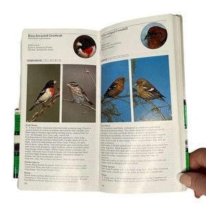 Audubon | Accents | Vintage Audubon Handbook Eastern Birds Color Photos ...